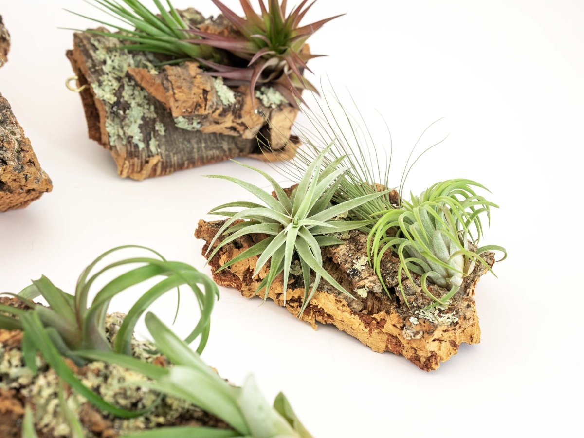 Medium Cork Bark Display with 4 Tillandsia Air Plants | lily & onyx