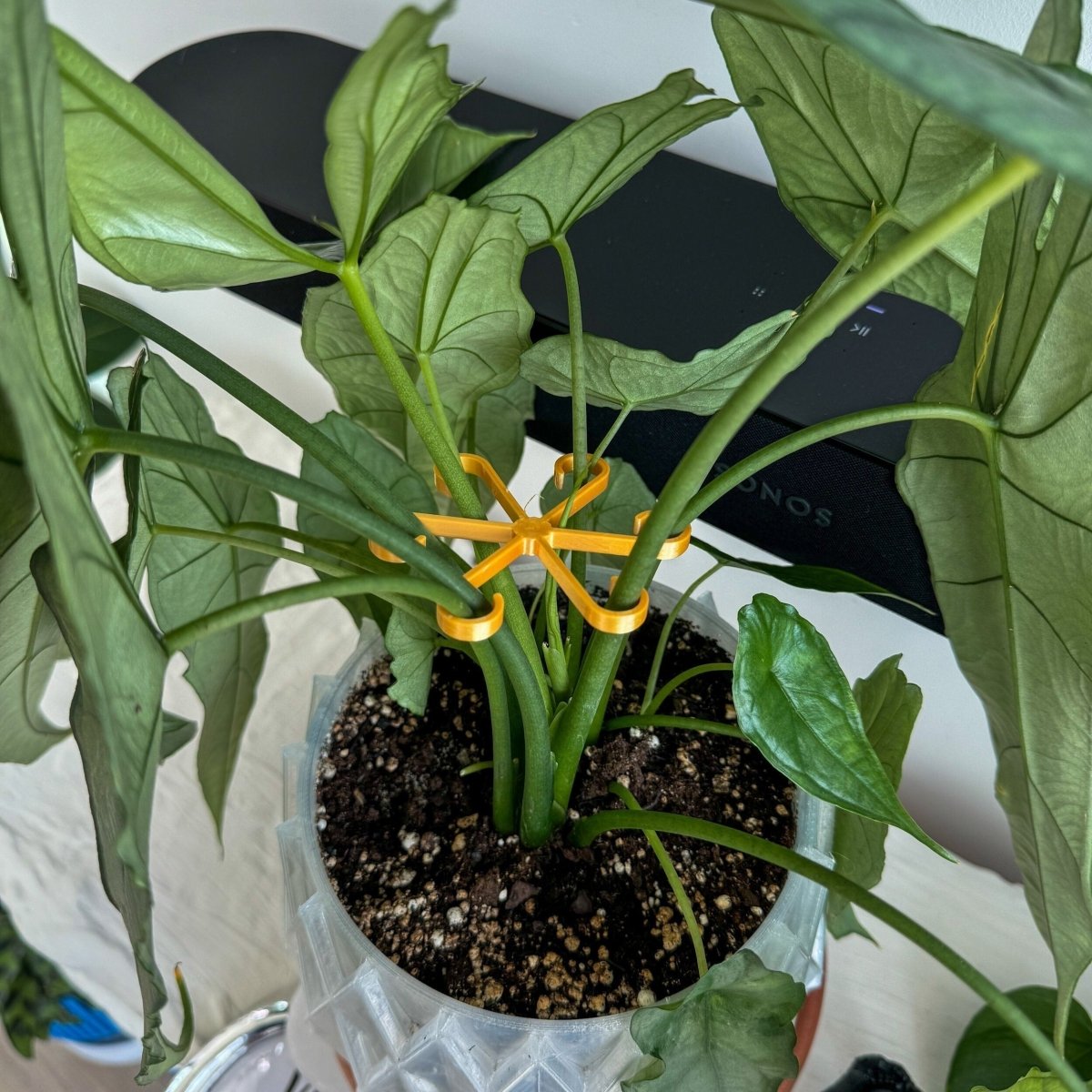 3D Printed Plant Stem Supports - Climbing Holders | lily & onyx