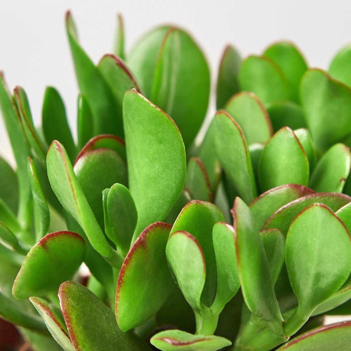 Succulent Crassula 'Jade' Houseplant | lily & onyx