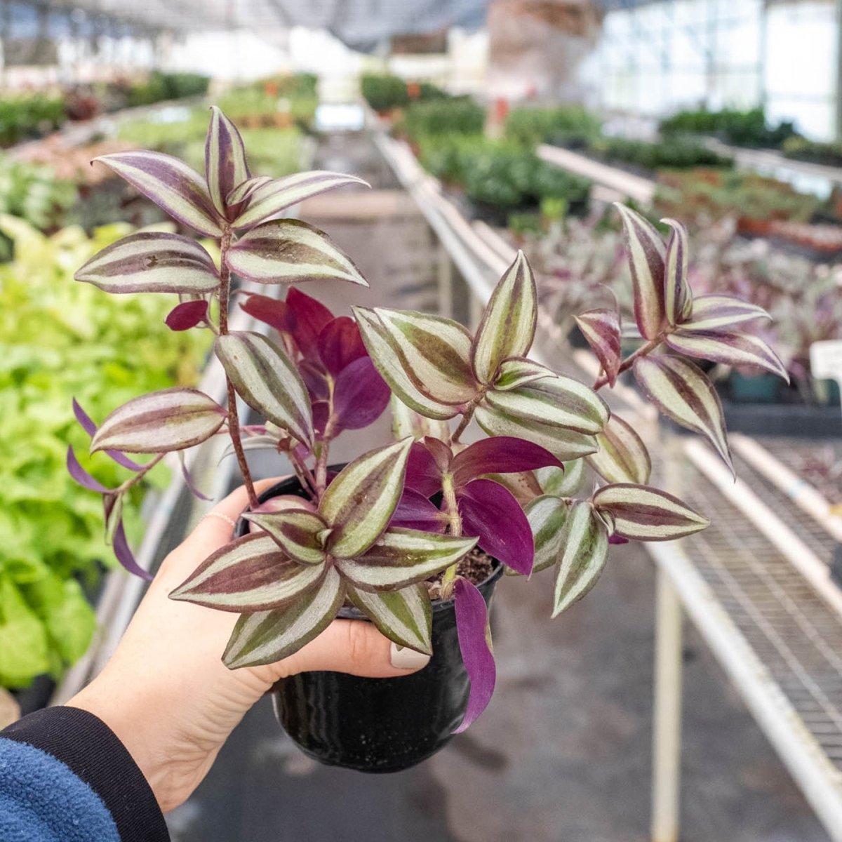 Tradescantia Zebrina 'Wandering Dude' Houseplant | lily & onyx