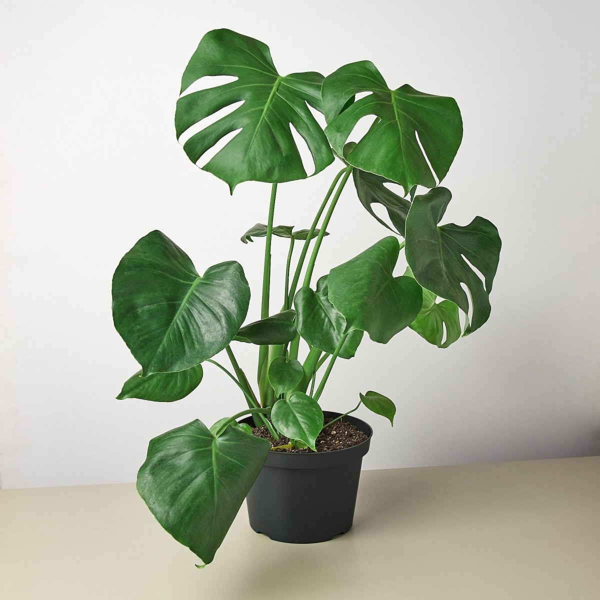Monstera 'Split-Leaf' 8" Houseplant | lily & onyx